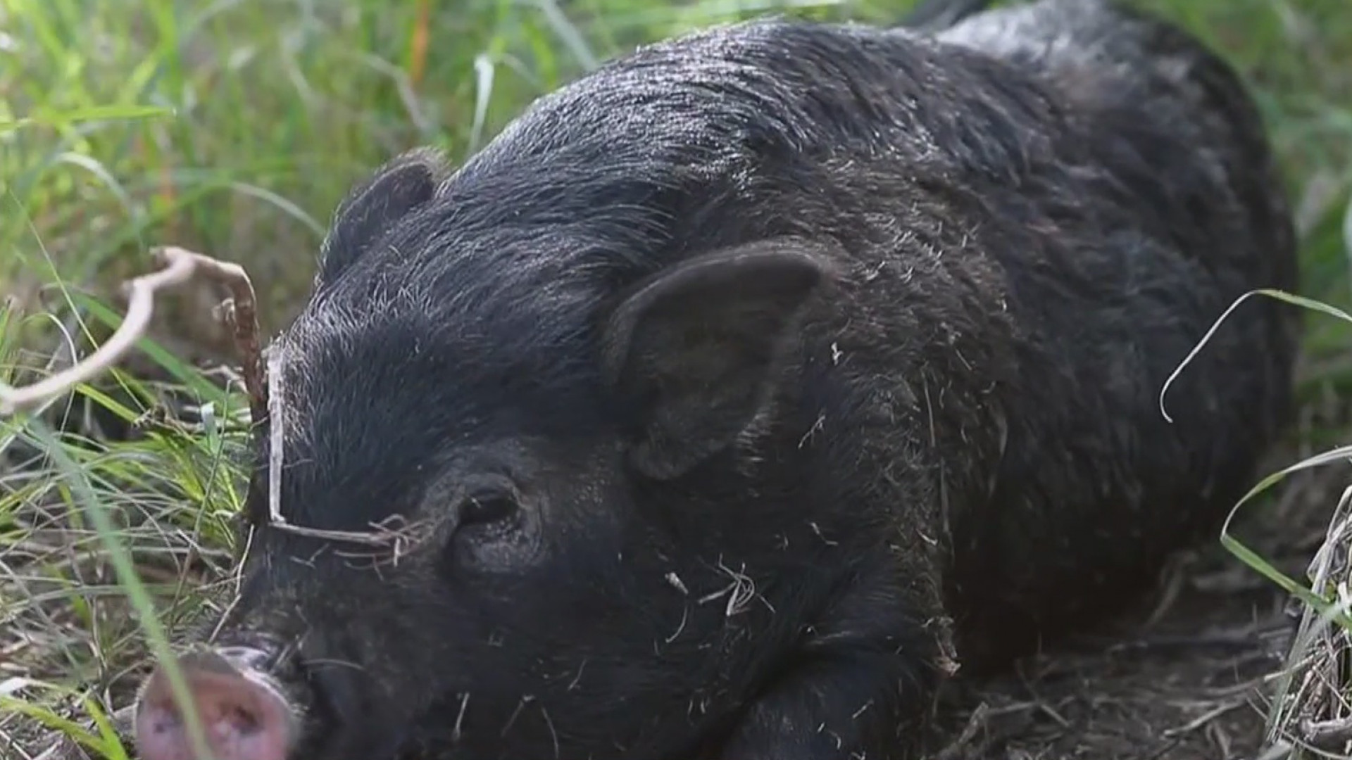 Cerdos vietnamitas invaden las calles de Puerto Rico y generan un ...