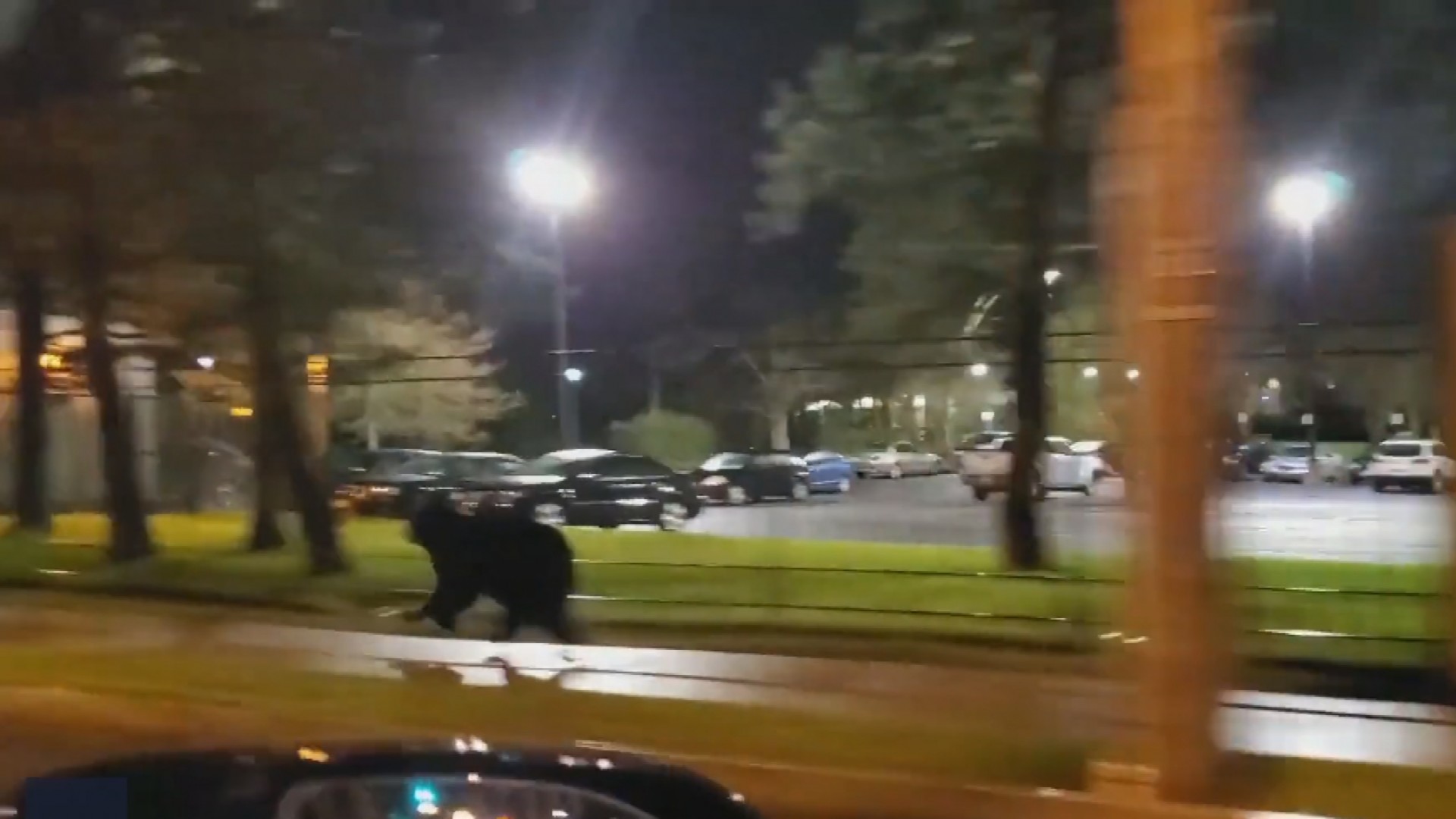 ¿Qué harías si vas manejando y te topas con un oso en medio de la ...