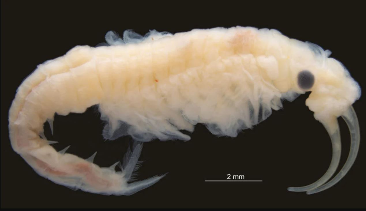 Descubren una nueva especie de crustáceo en el punto más caliente del ...