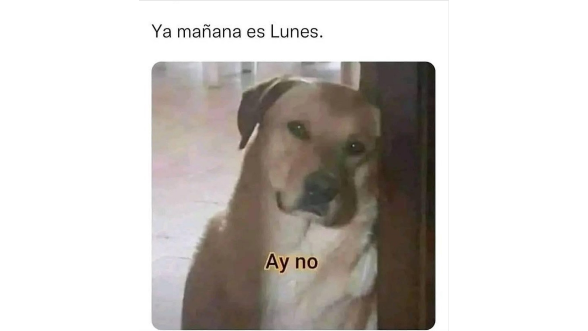 Memes De Trabajo Del Lunes Los Mejores Memes De Lunes: Son Tan