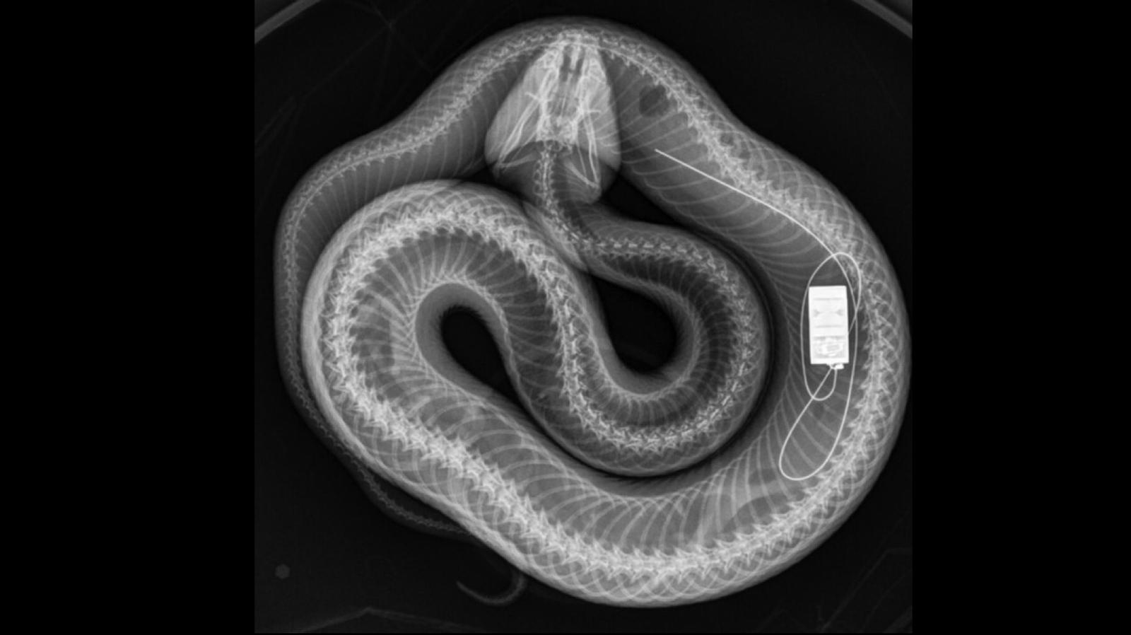 Este chip evidencia cómo una pitón fue devorada por una serpiente boa ...