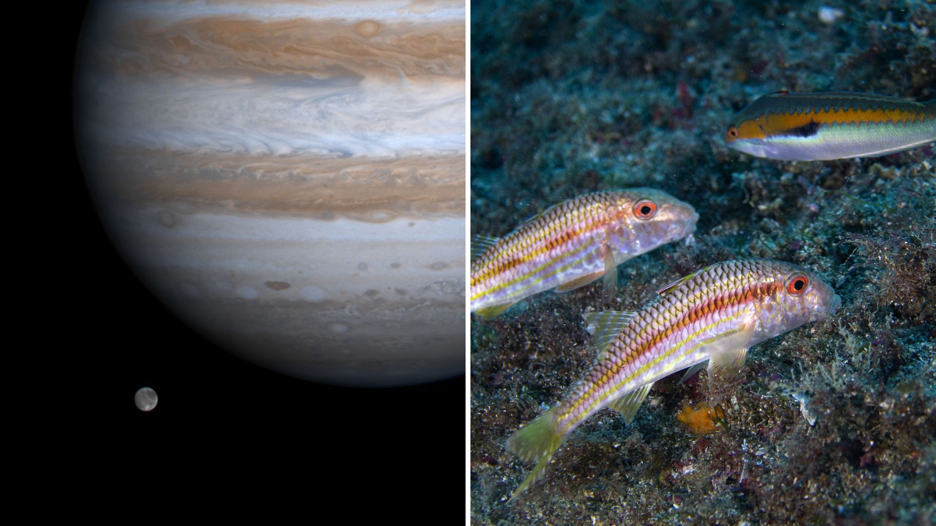Júpiter tiene una luna que podría albergar vida gracias al agua; todo ...