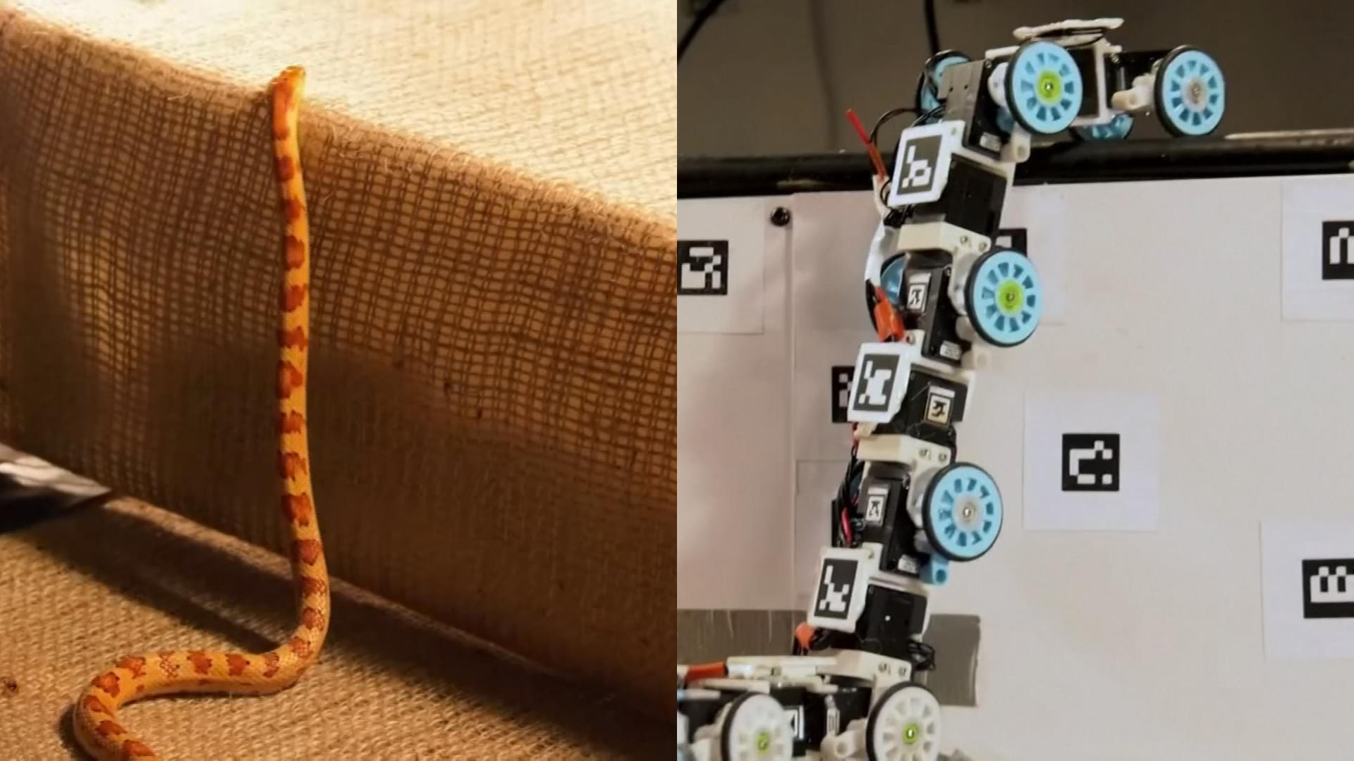 Cientifícos crean un 'robot serpiente' para misiones de búsqueda y ...