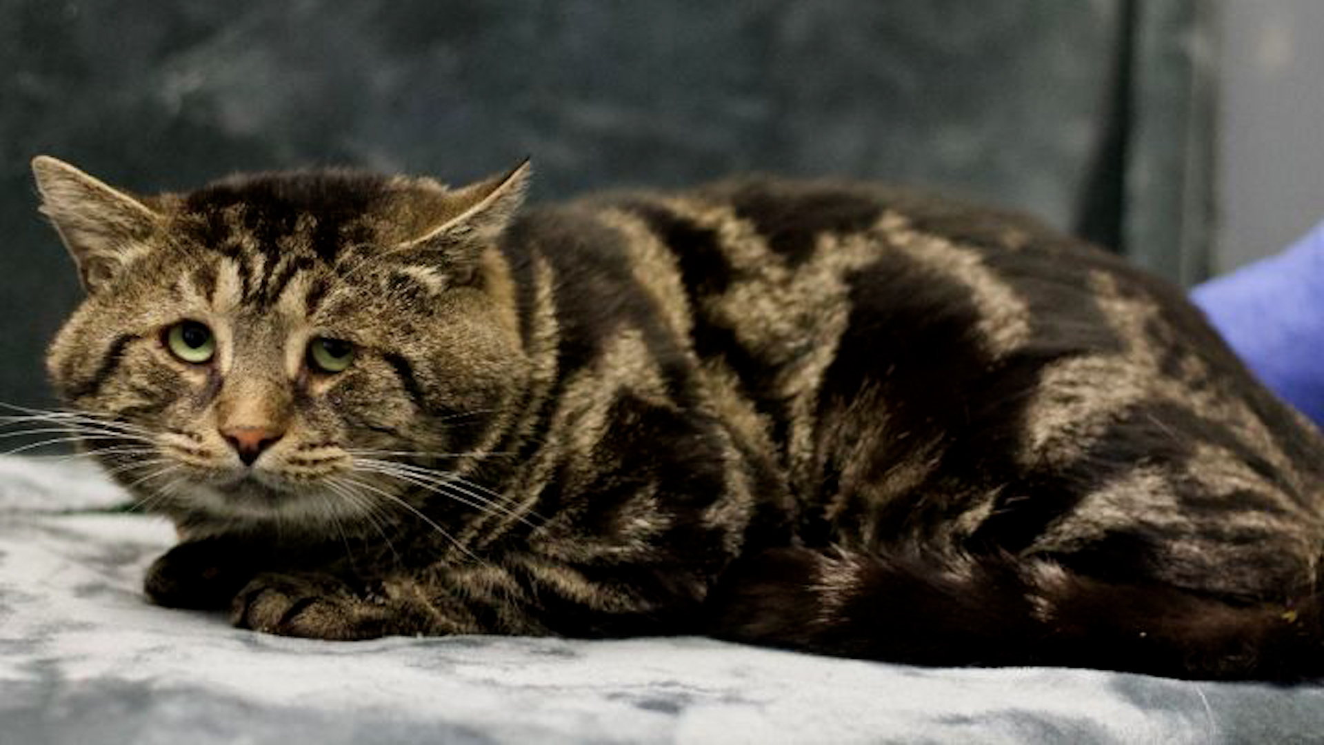 Gato se hace viral por su aspecto triste y deprimido | Univision 41 ...