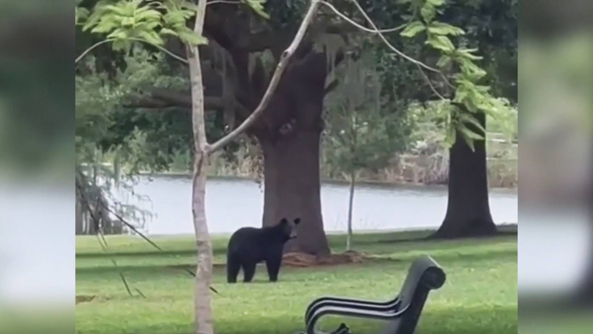 Lo que debes hacer en caso de ver un oso rondando en tu vecindario ...