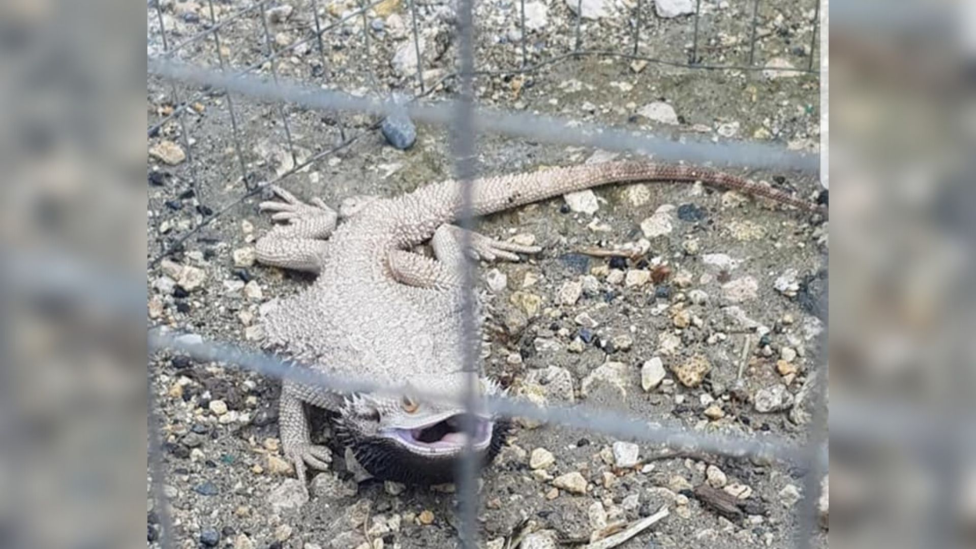 Un dragón barbudo es rescatado en Moca | Univision Puerto Rico WLII ...