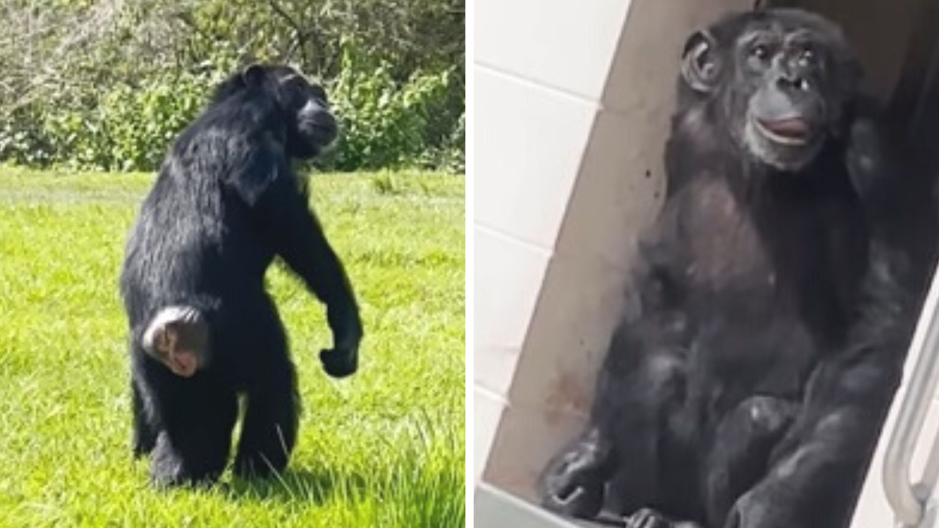 Chimpancé que pasó enjaulada toda su vida tiene la mejor reacción al ...