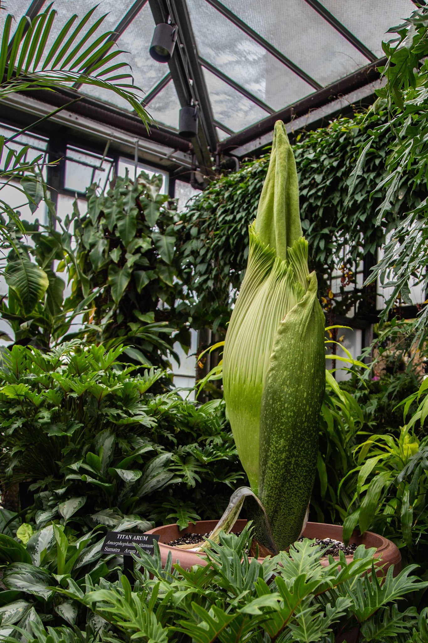 Flor Cadáver, la más apestosa del mundo | Noticias Univision | Univision