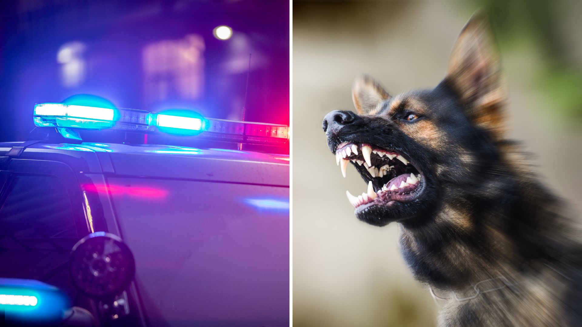 Chanthy Philavong Maetu, una mujer de 93 años, murió tras ser atacada por dos perros en Modesto ...