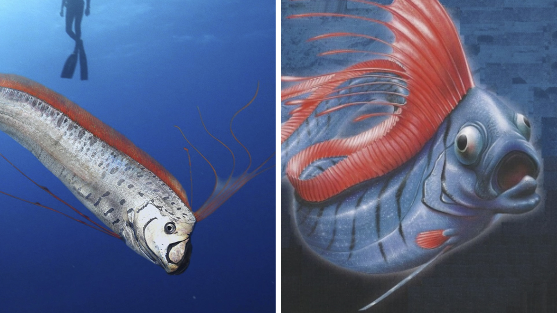 Conoce al pez remo, dicen que puede predecir terremotos | Las Estrellas ...