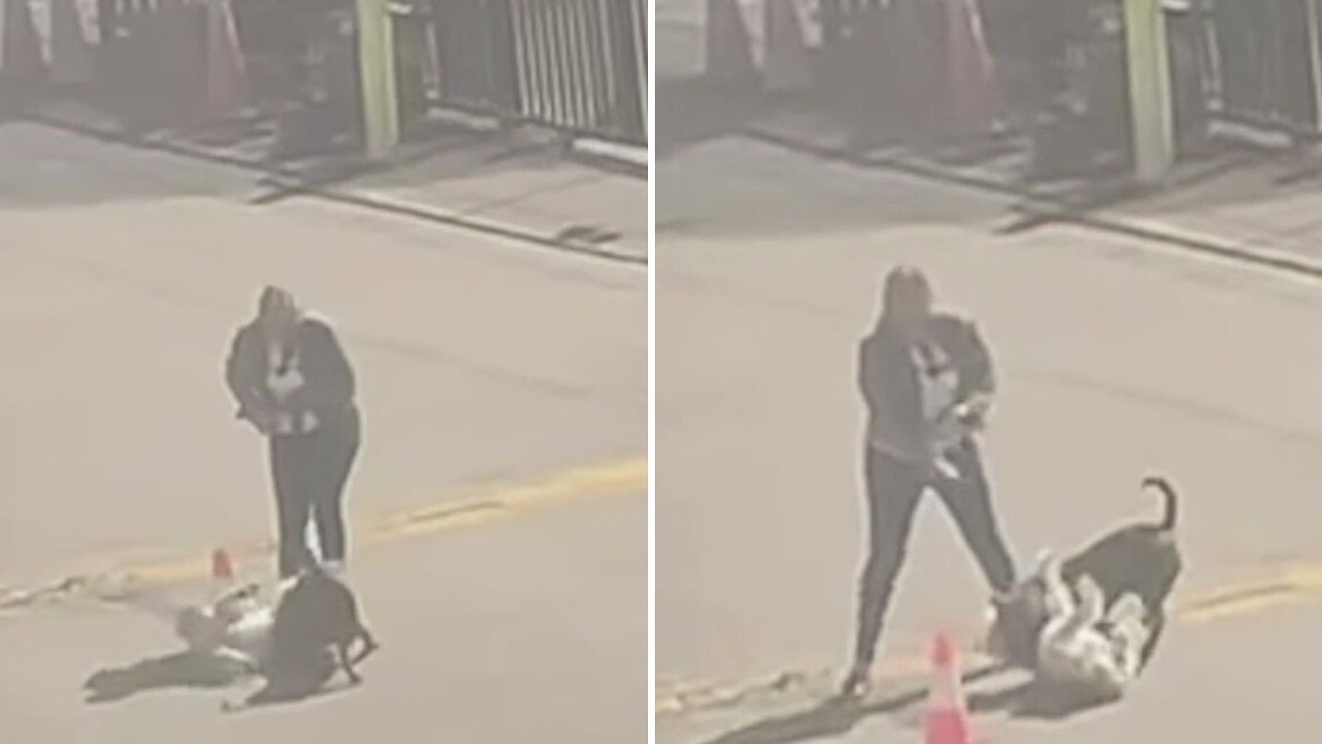 Expertos recomiendan cómo reaccionar ante serie de ataques de perros en ...