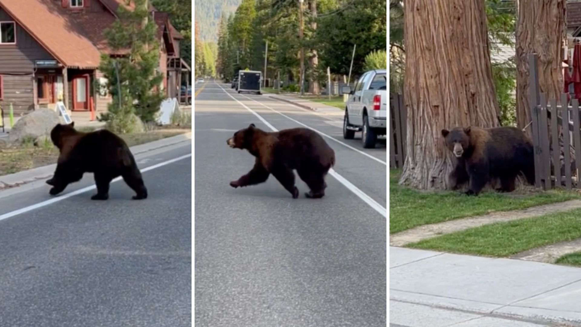 Oficial de CHP para el tráfico y ayuda a un oso a cruzar en Truckee, en ...