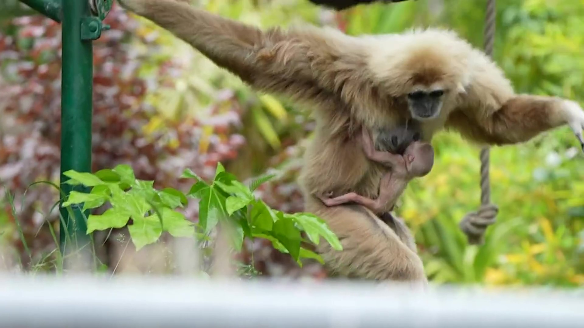 Nace bebé gibón de manos blancas en el Zoológico de Oakland | Video ...