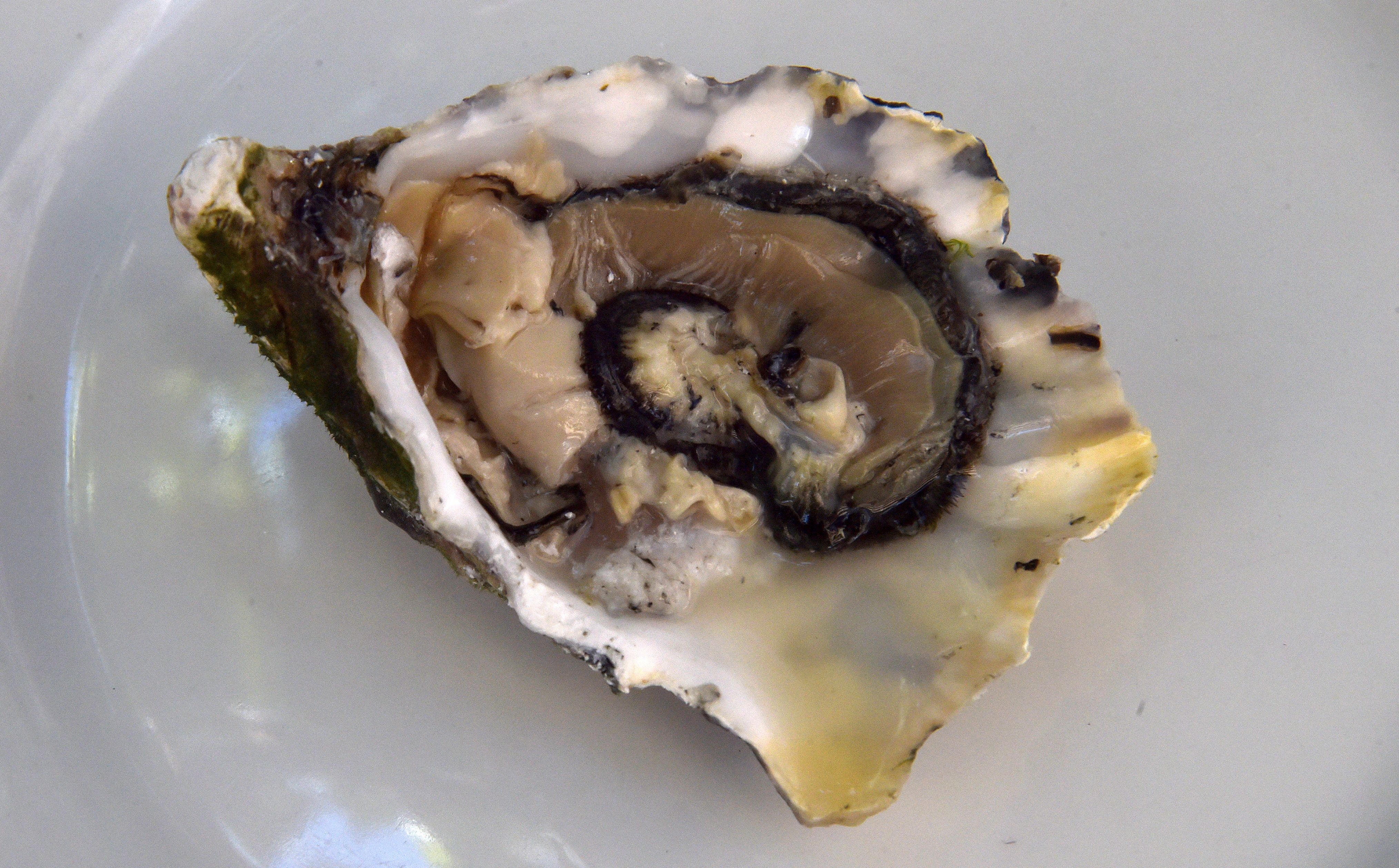 ostras contaminadas con peligrosos químicos en la Bahía de Biscayne ...