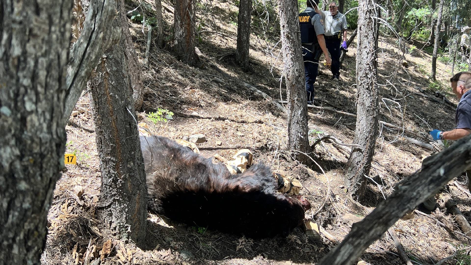 Identifican a la persona que fue atacada por un oso y murió en Prescott ...