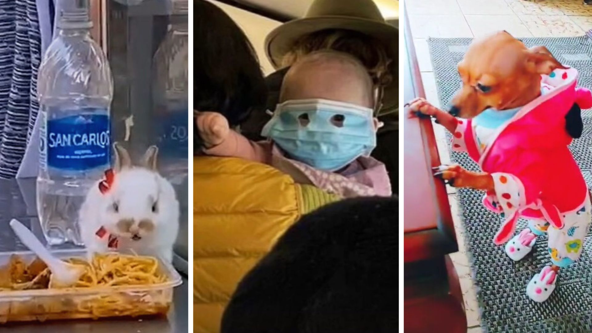 '¿Qué es eso?': El origen del audio que inunda TikTok con divertidos ...