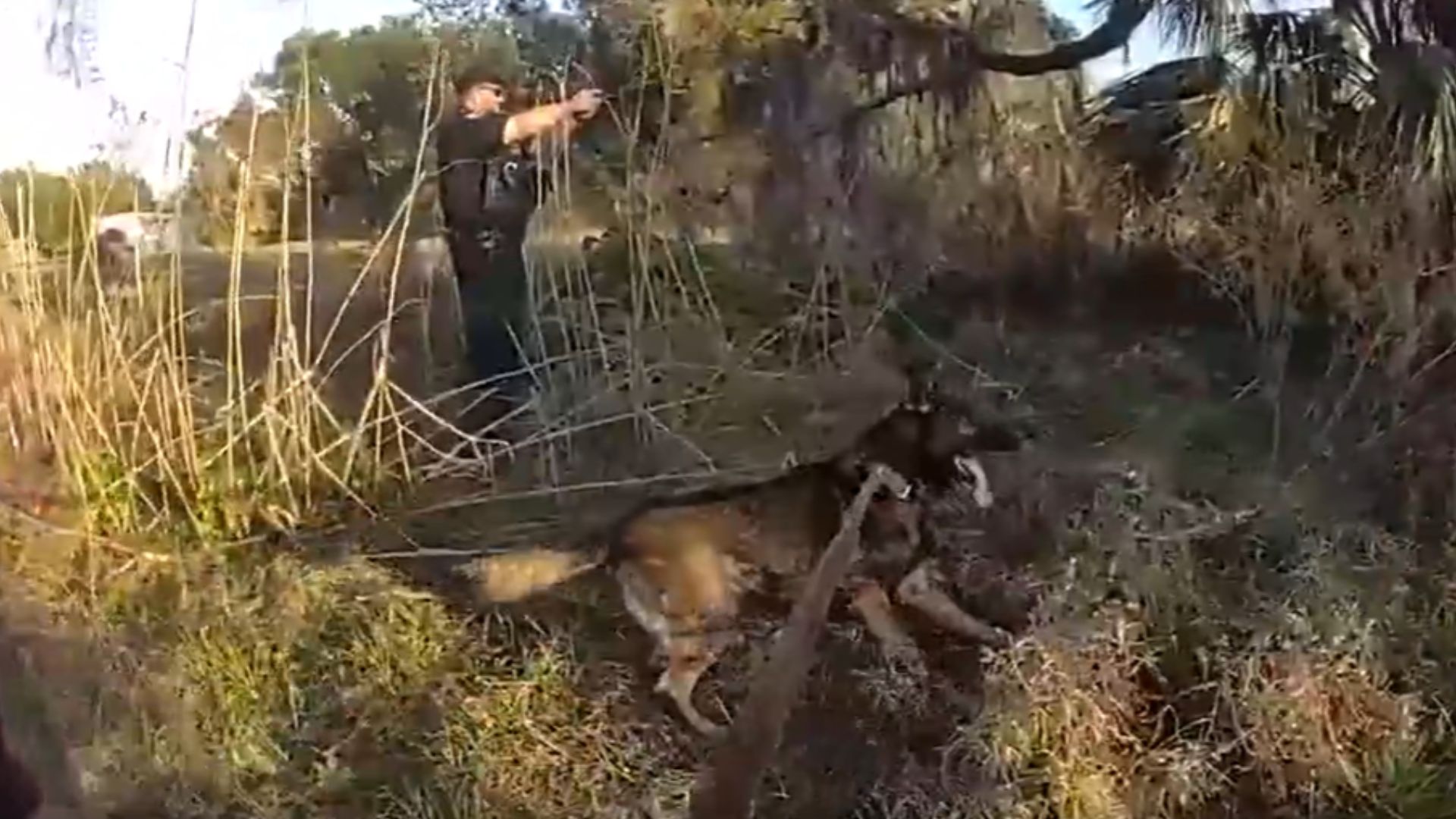 Perro policía rastrea y captura a sospechoso escondido en un árbol ...