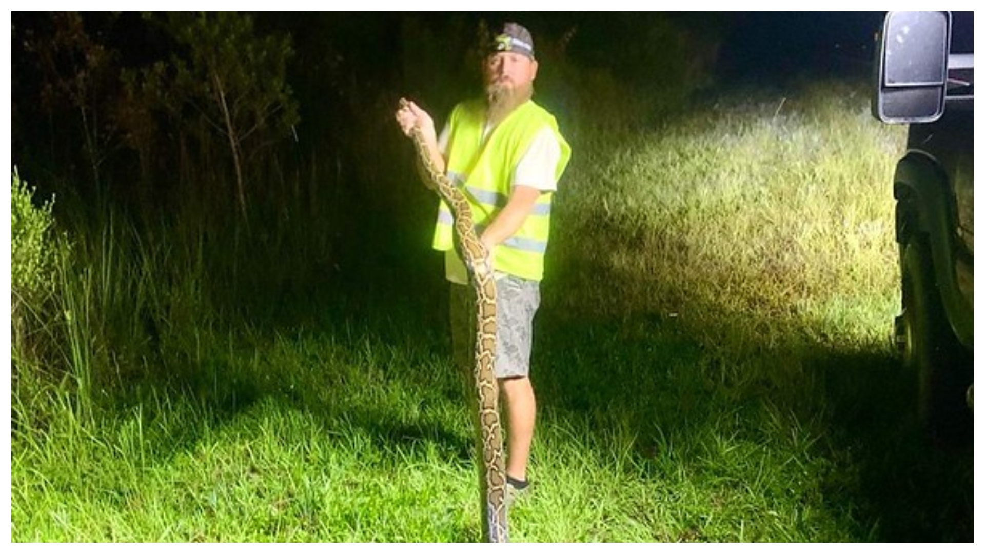 Caza de pitones birmanas en Florida permite a Ronald Kiger ganar 10,000 ...