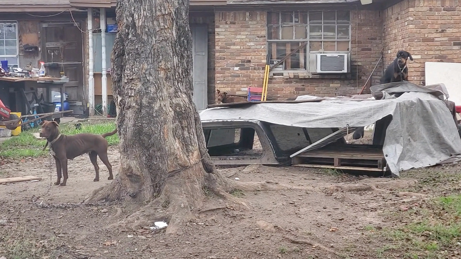 Rescatan a perros, cachorros y gatos que vivían en condiciones ...