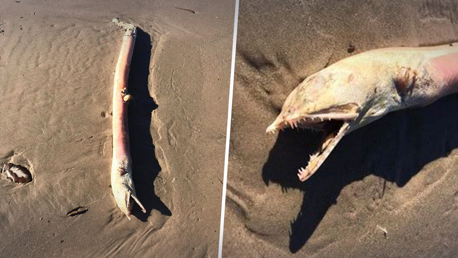 Se hacen virales las fotos de un raro pez en Crystal Beach al sureste ...