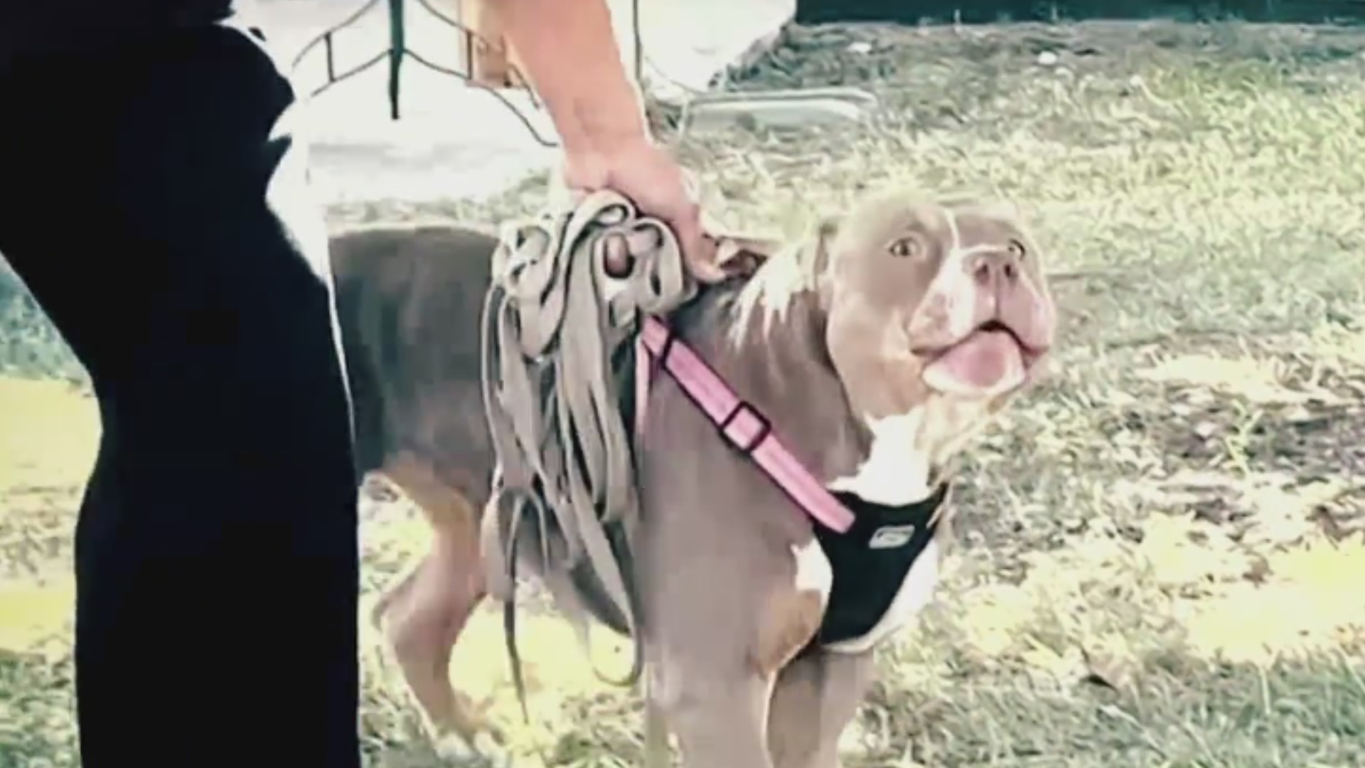 Arrestan a una niñera en Texas por la muerte de un bebé hispano: el menor fue atacado por perros ...