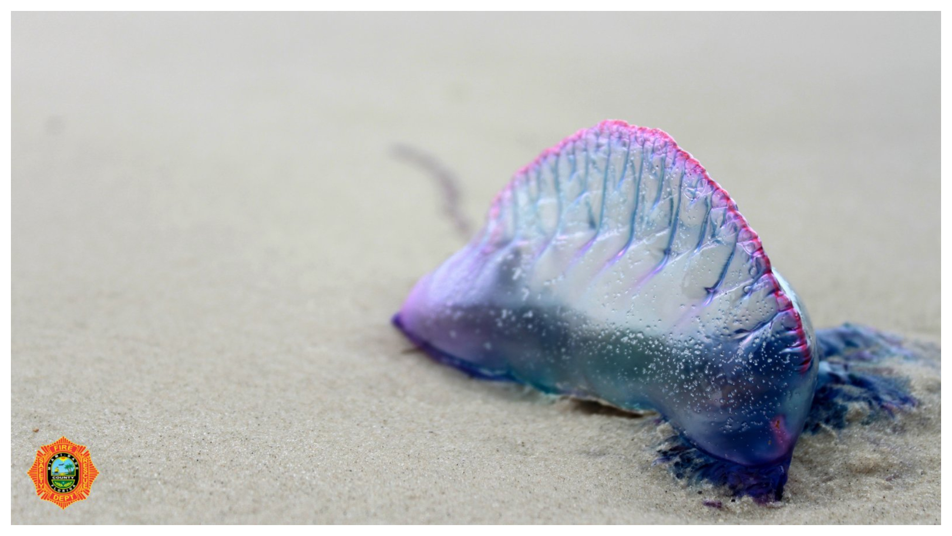 ¿Cómo es la medusa carabela portuguesa detectada en las playas de Miami ...