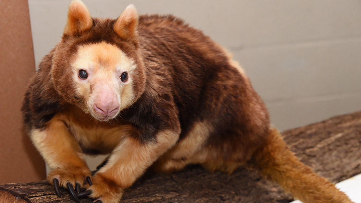 Muere el canguro arborícola más viejo del mundo en el Zoo Miami ...