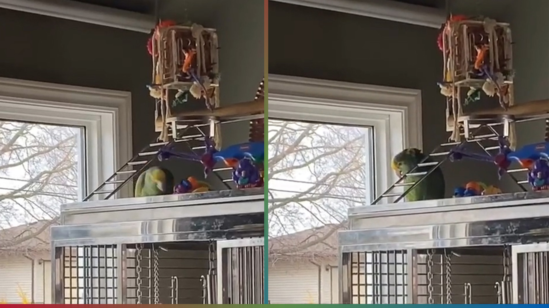 Loro se confiesa en TikTok: Dice ser un espía y se hace viral | Video ...