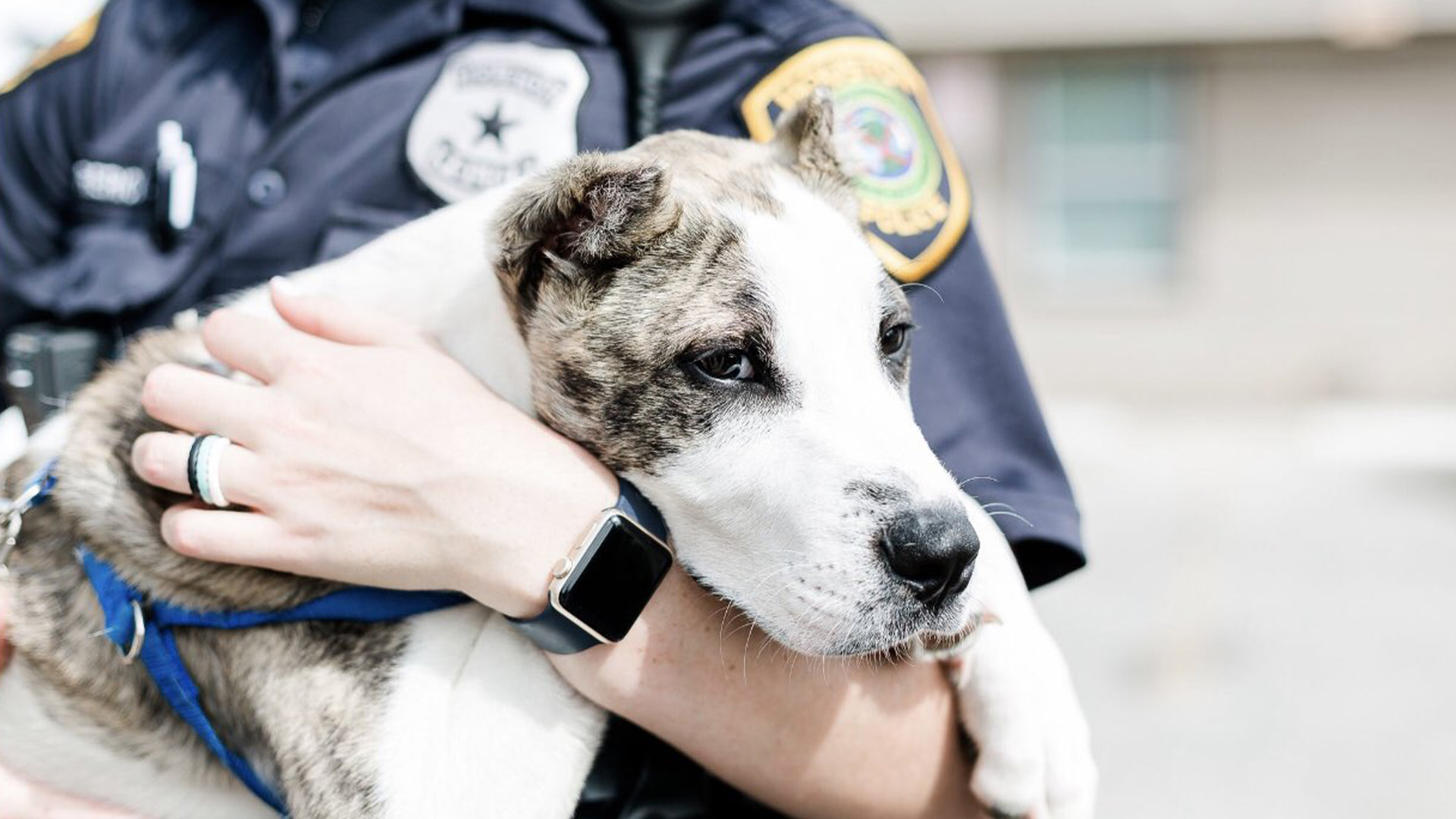Rescatan al perro que había sido golpeado y pateado mientras lo ...