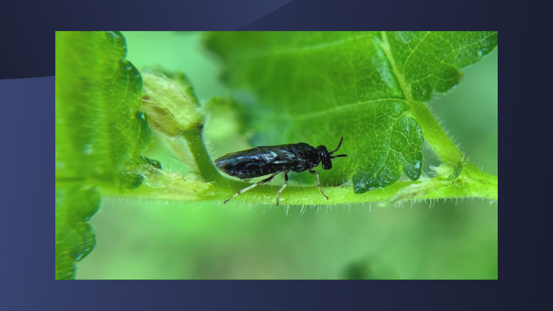 Nueva especie de insecto invasor llega a Carolina del Norte | Video ...