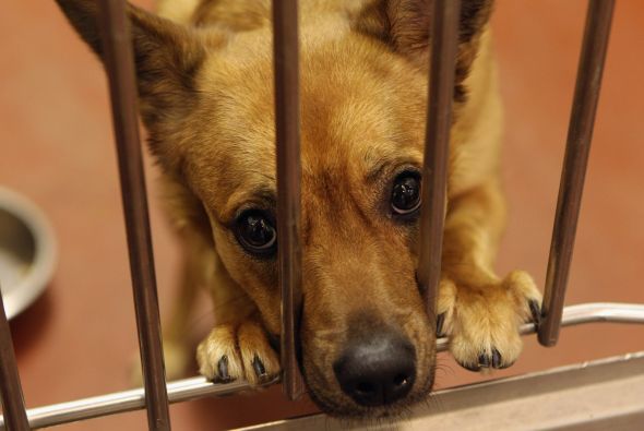 Ventajas de adoptar un perro de refugio | Estilo de Vida Living | Univision