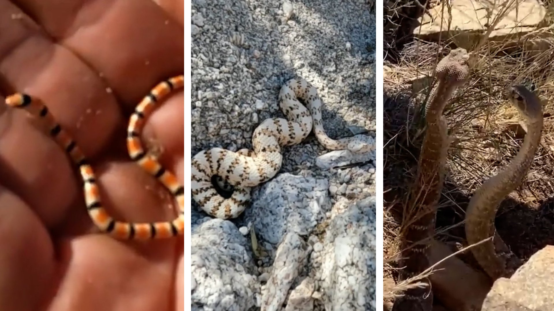 Serpientes en Arizona en 2022: por montones, comelonas y en sitios ...