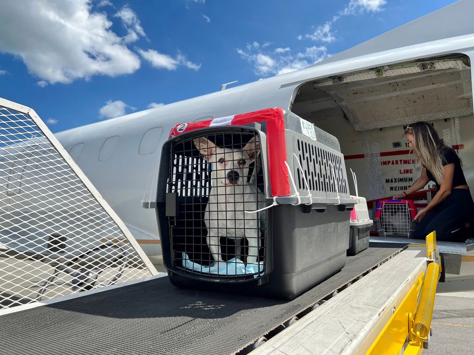 Familias de NY reciben a más de 300 mascotas que fueron rescatadas en ...