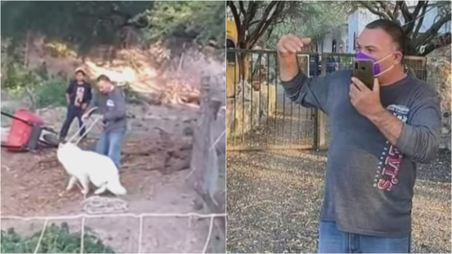 Hombre es señalado de matar a unos 42 perros en México | Shows Primer ...