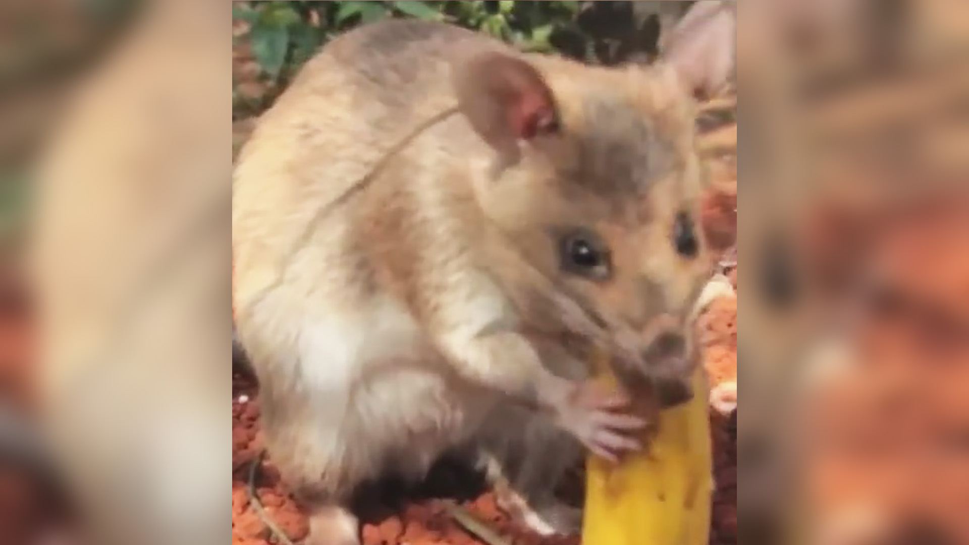 Se retira héroe que detectó minas terrestres por cinco años: la rata ...