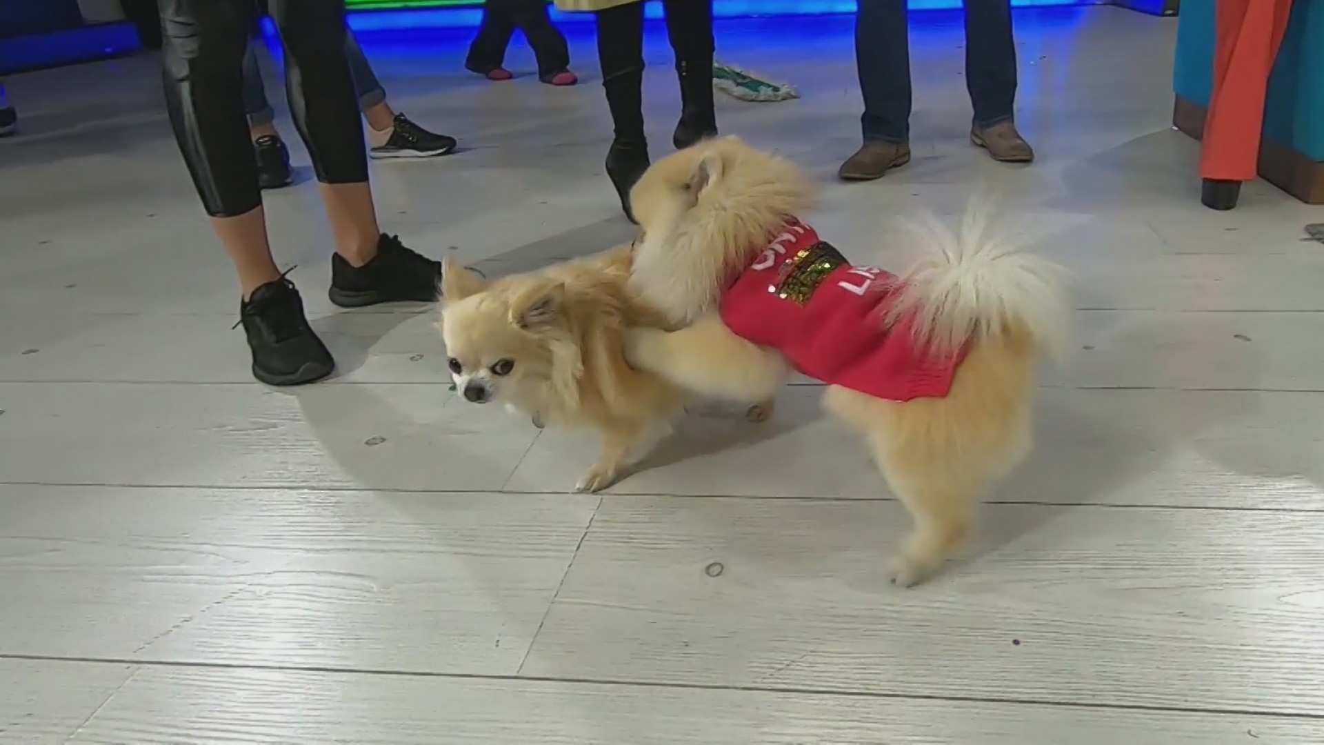 La novela de hoy: "Tomacito" estuvo a punto de hacerle "colofox" a otro ...