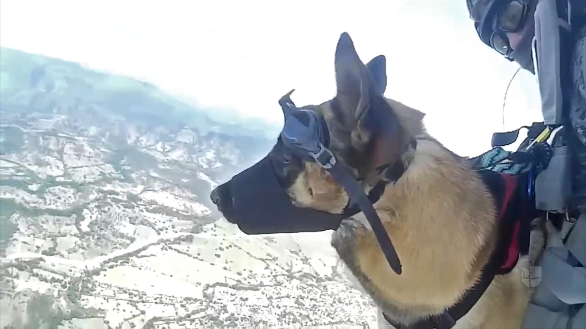 El riguroso entrenamiento de los perros paracaidistas | Shows Aquí y ...