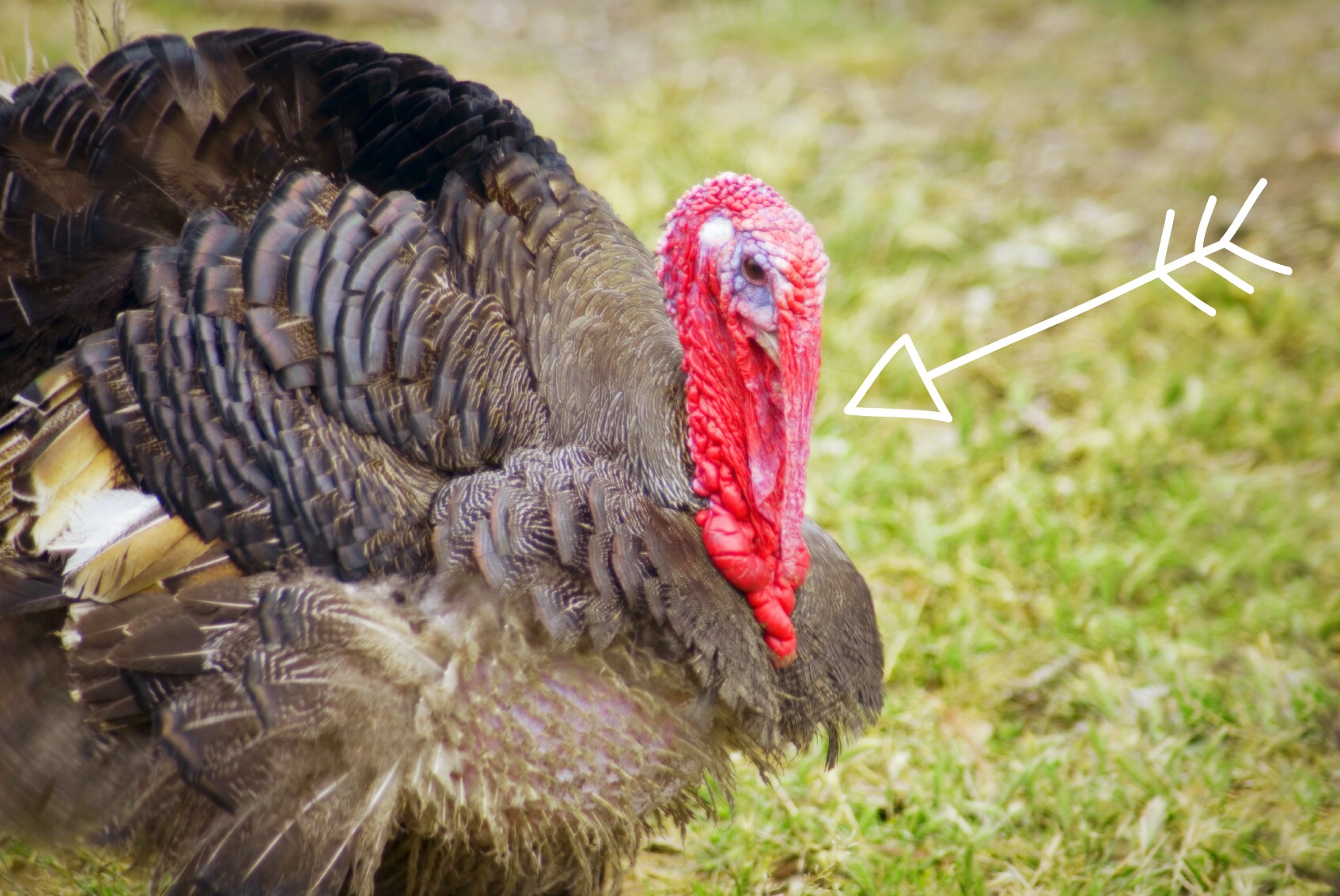 A los pavos no les gusta el Thanksgiving | Estilo de Vida | Univision