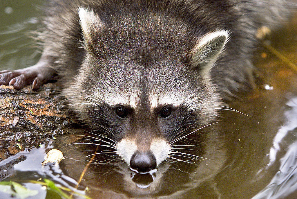 Un mapache atacó a una niña de cuatro meses, la sacó de su cama y le ...