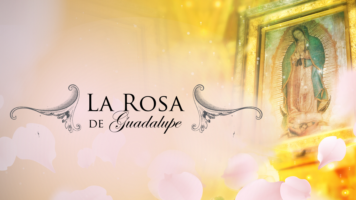 La Rosa De Guadalupe Peacecommission kdsg gov ng La Rosa De Guadalupe Peacecommission kdsg gov ng