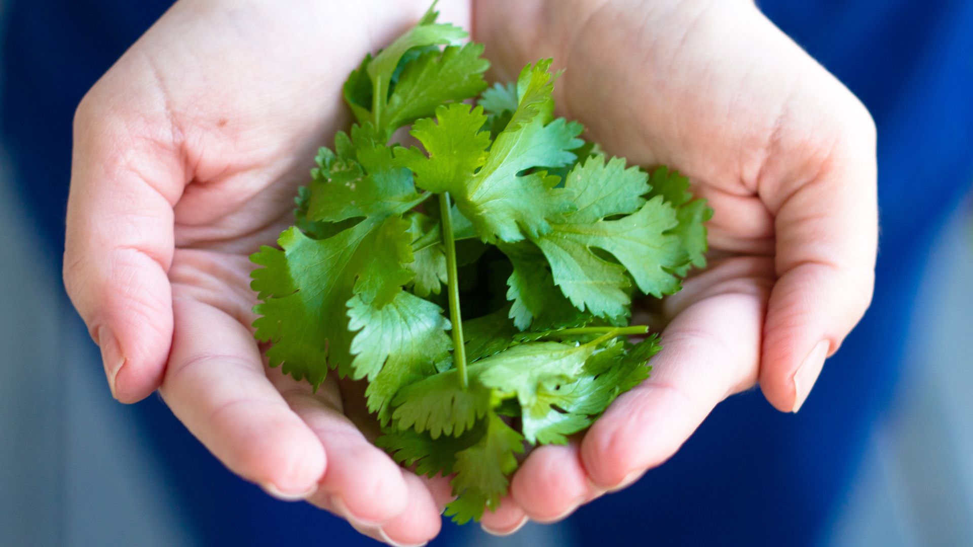 Este es el mejor truco para deshojar cilantro fácilmente | Delicioso ...
