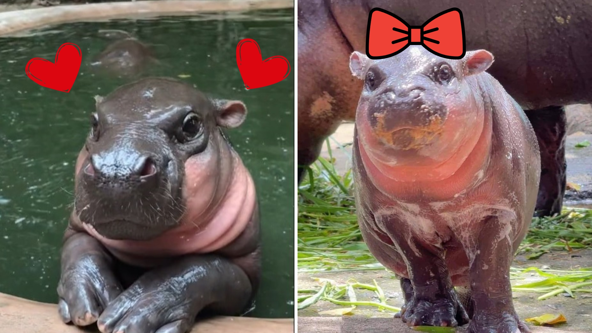 Ella es Moo Wan, la hermana mayor de la hipopótama bebé Moo Deng que ...