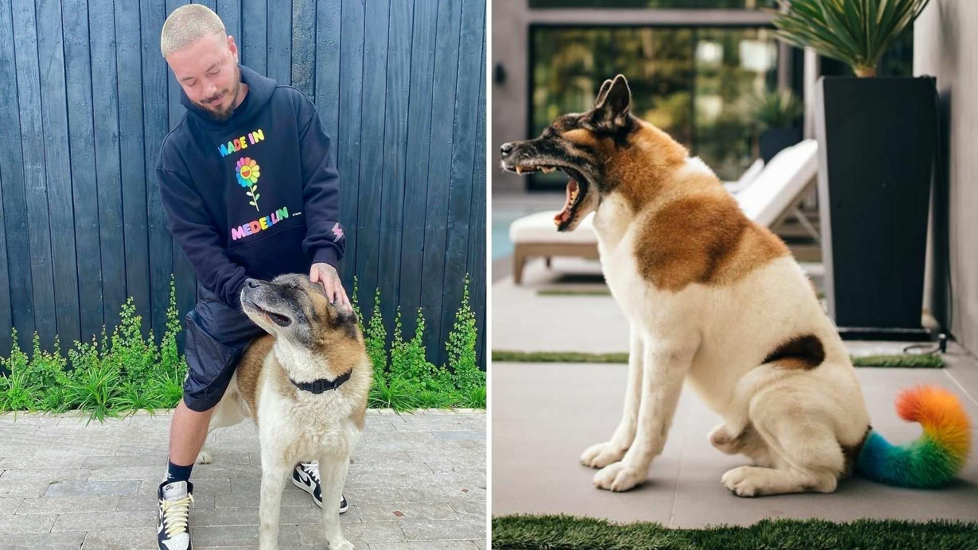J Balvin tiñe de ‘Colores’ la cola de su perro; responde a las fuertes ...