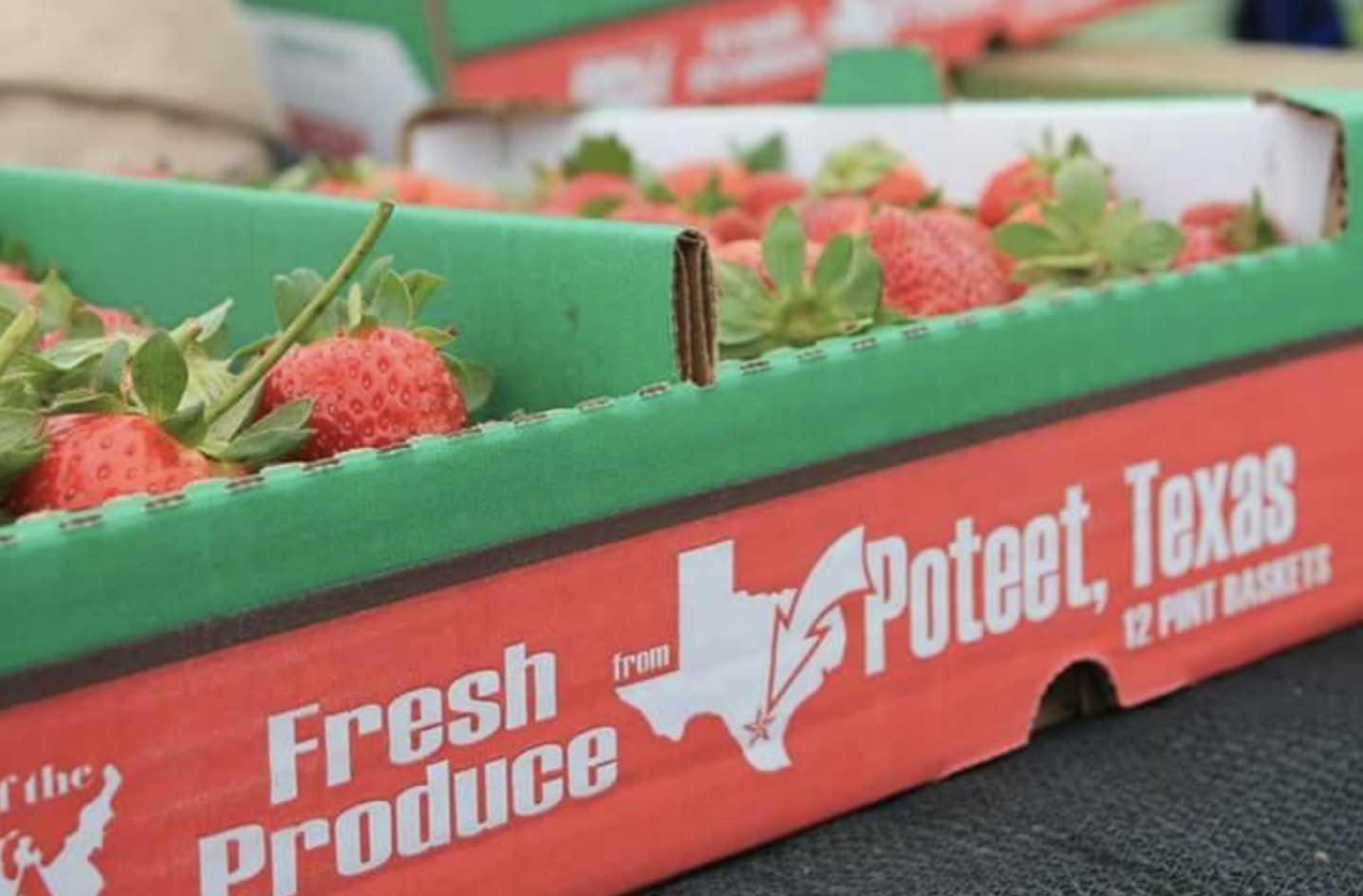 Celebran el Poteet Strawberry Festival en Texas 2021 | Fotos ...