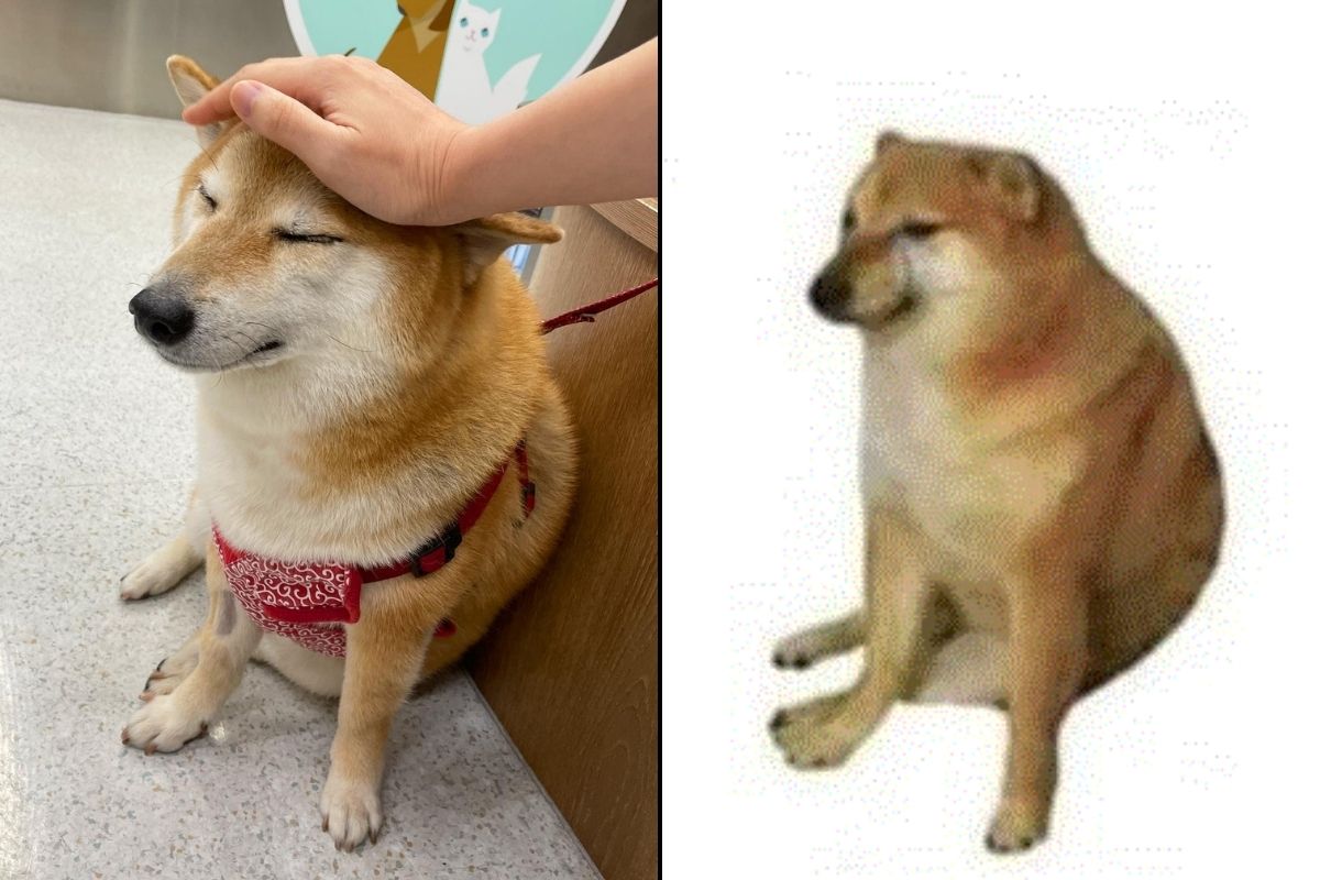 Cheems, el perrito de los memes, está enfermito: ¿qué le pasó? | Shows ...