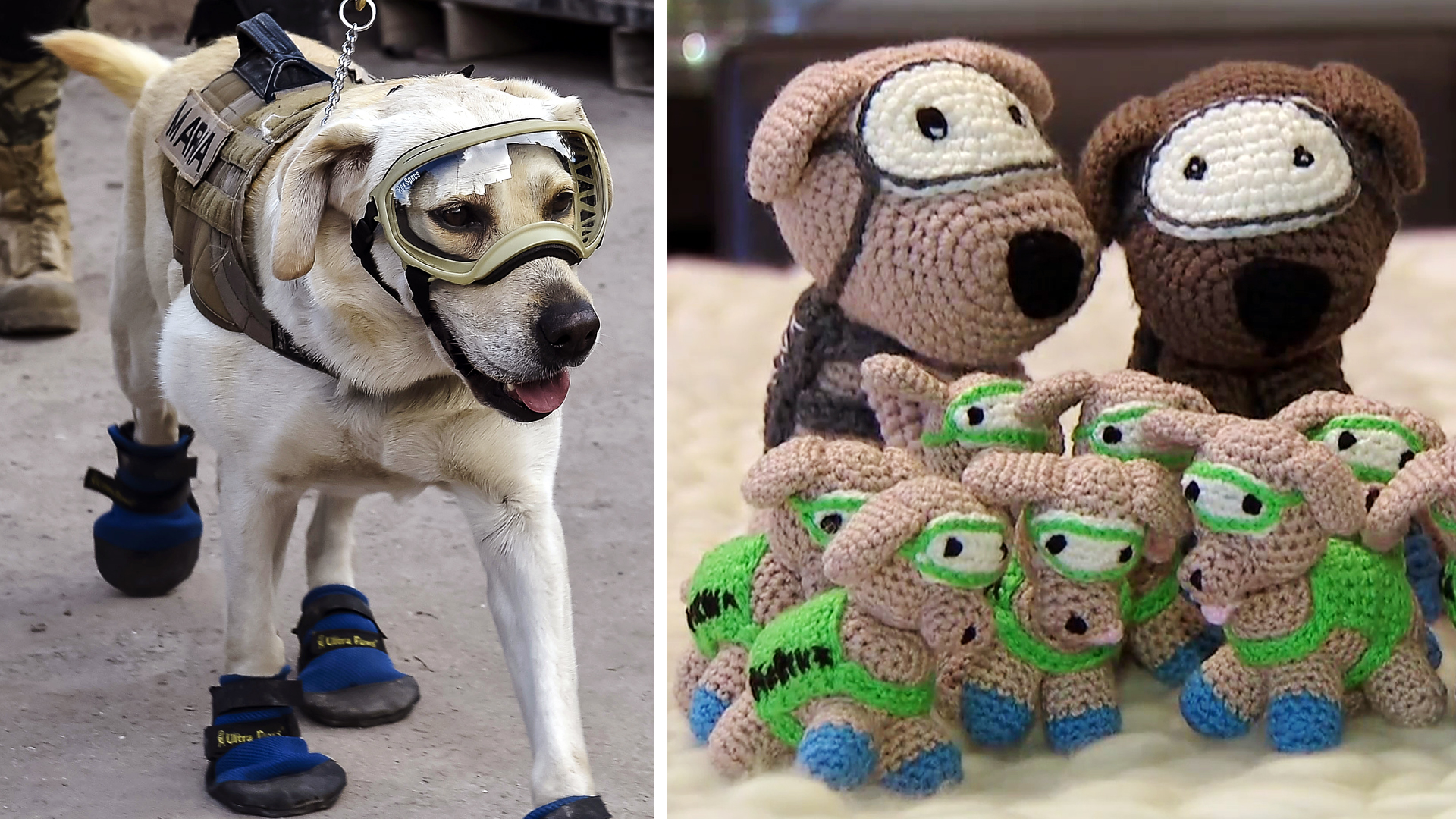 Frida, la perrita rescatista que continúa ayudando a México... pero ...