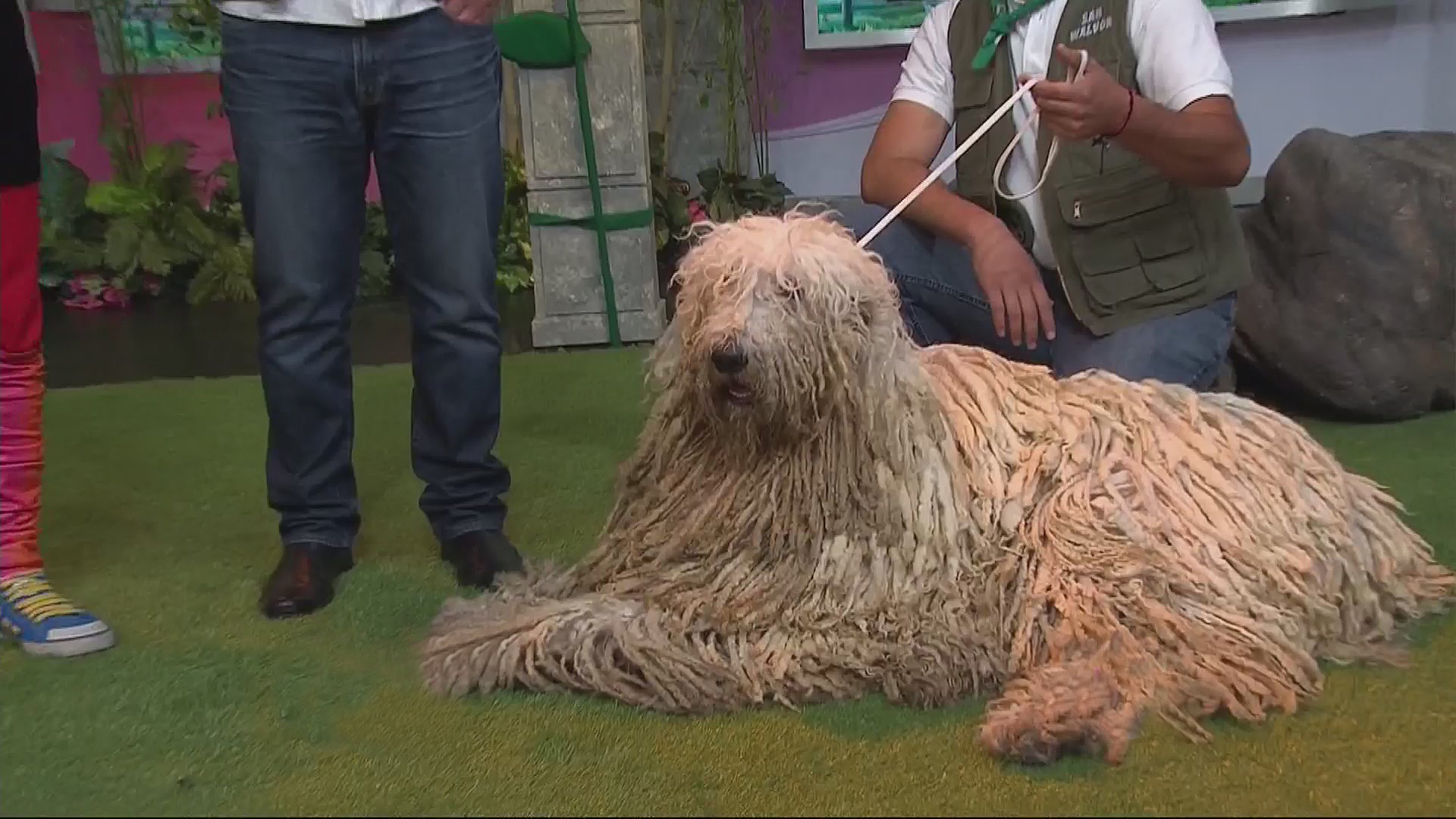Conoce al único perro ¡con rastas! | Shows Sabadazo | Univision