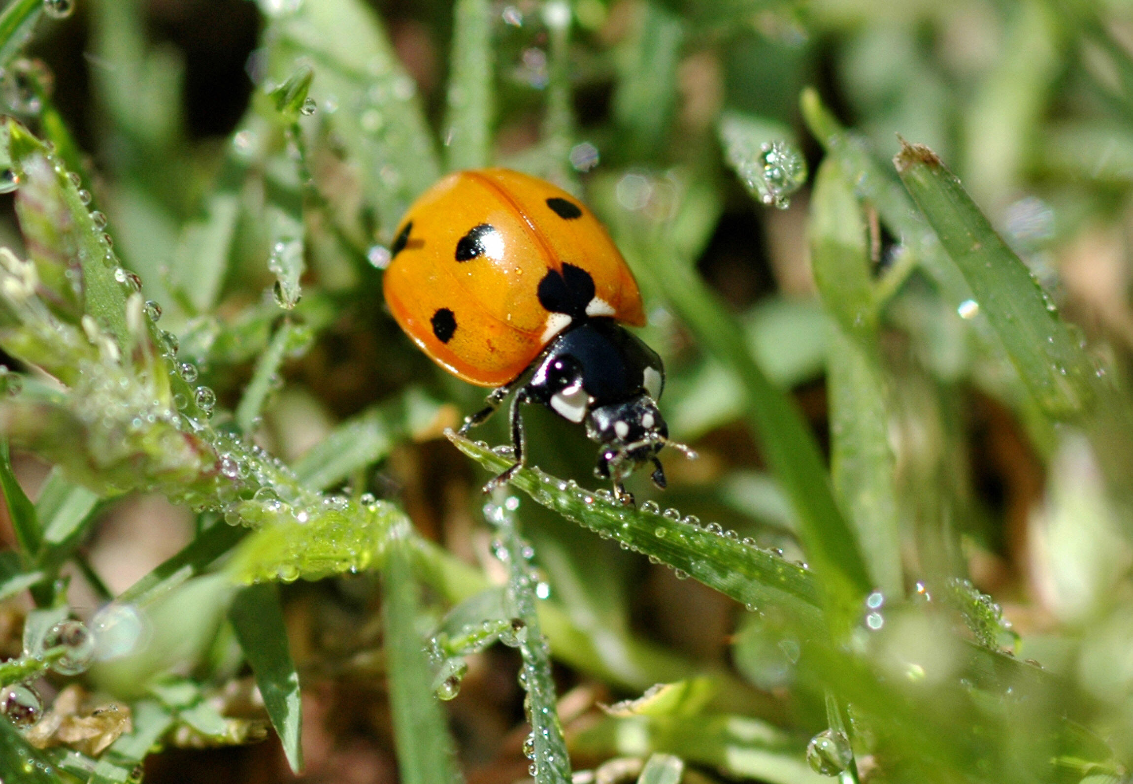 Una catarina amarilla la llevó a ganar 6 millones en la lotería ...