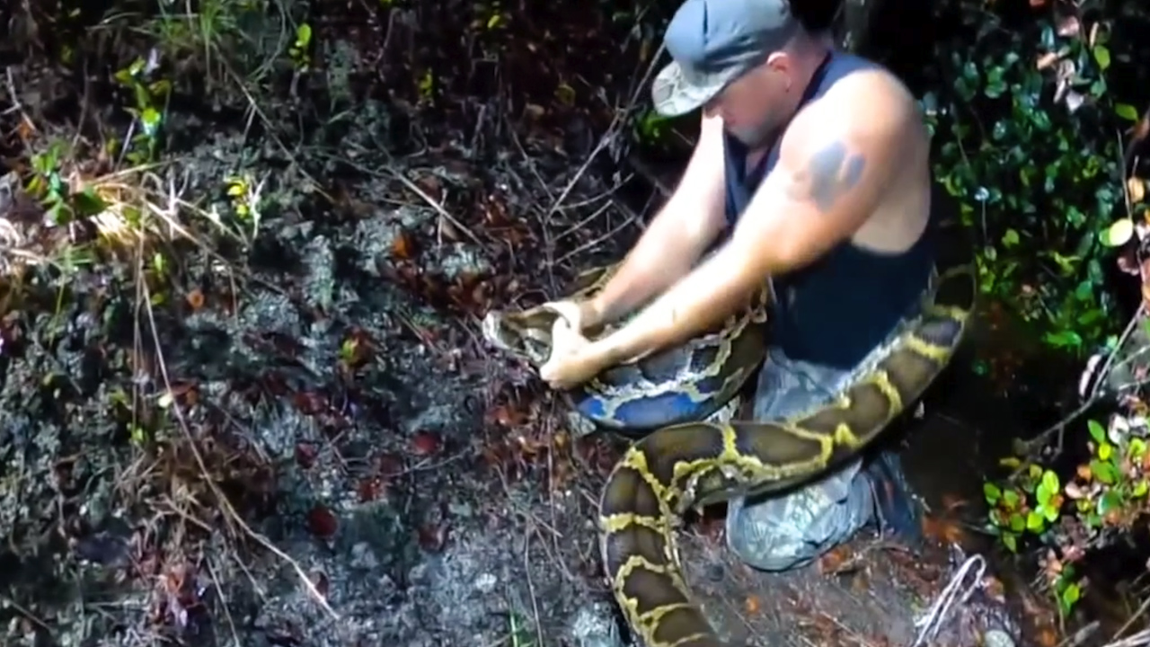 Florida: trappers catch record-breaking 18-foot, 9-inch Burmese phyton ...