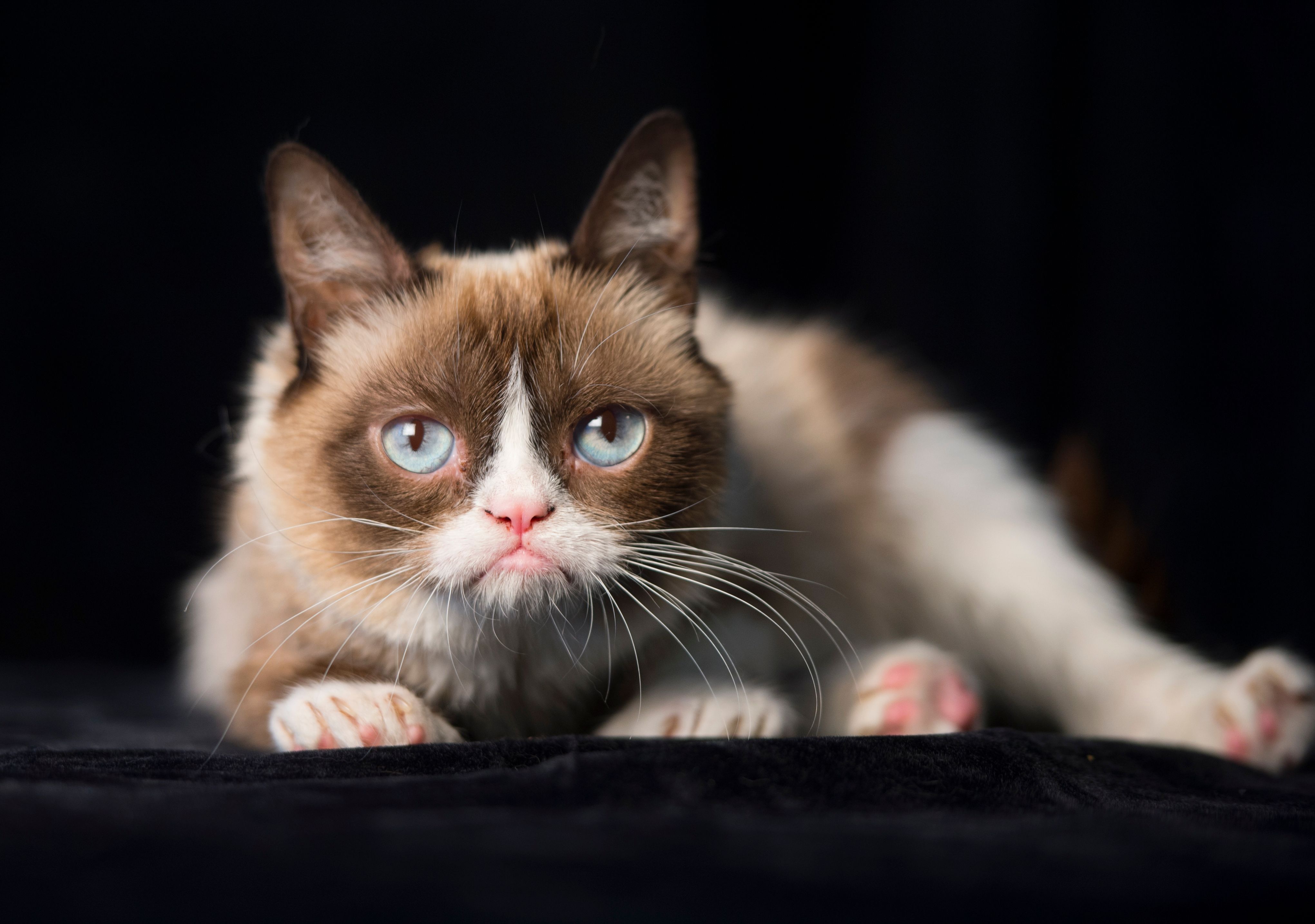 Los mejores memes que Grumpy Cat inspiró con su mal humor | Shows ...